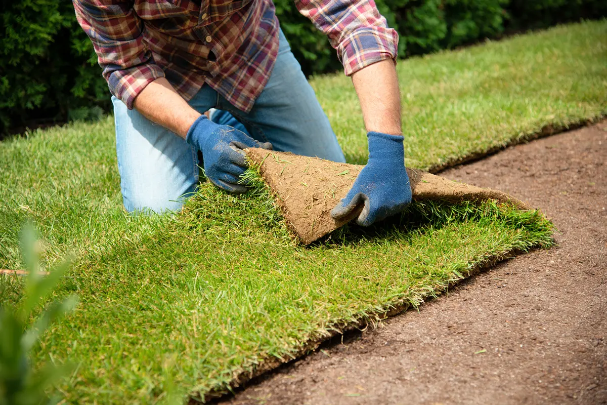Essential Watering Guide for New Sod | Woodlands Water