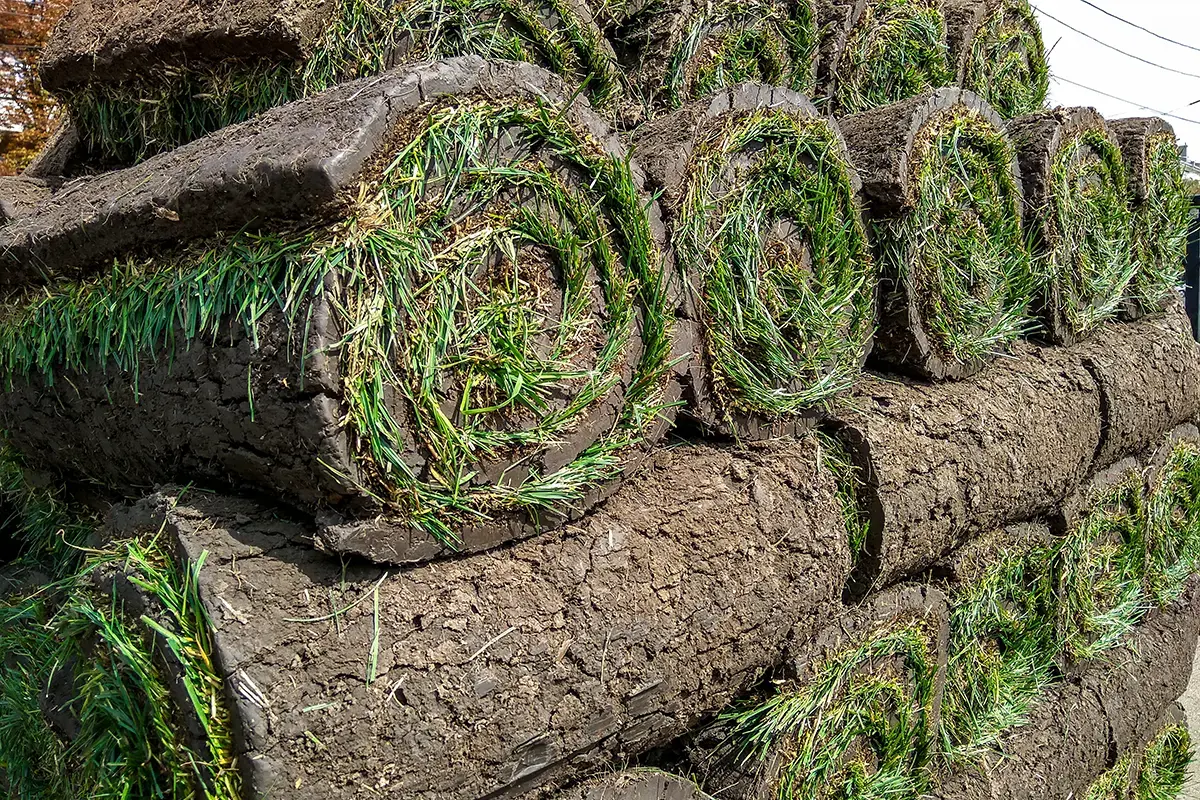 Essential New Sod Care: Watering & Maintenance | Woodlands Water